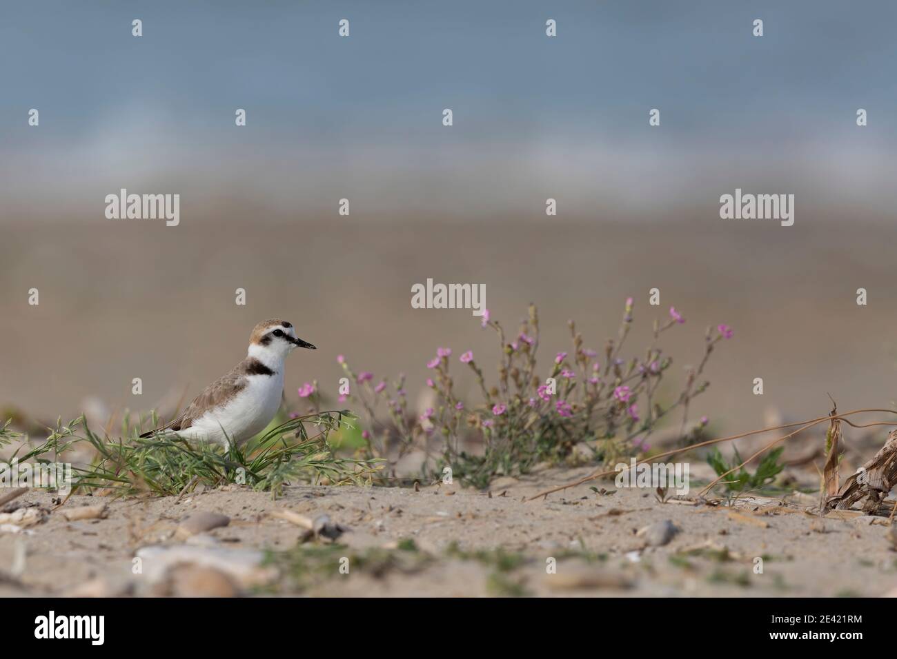 Male kentish plover bird, on the beach Stock Photo - Alamy