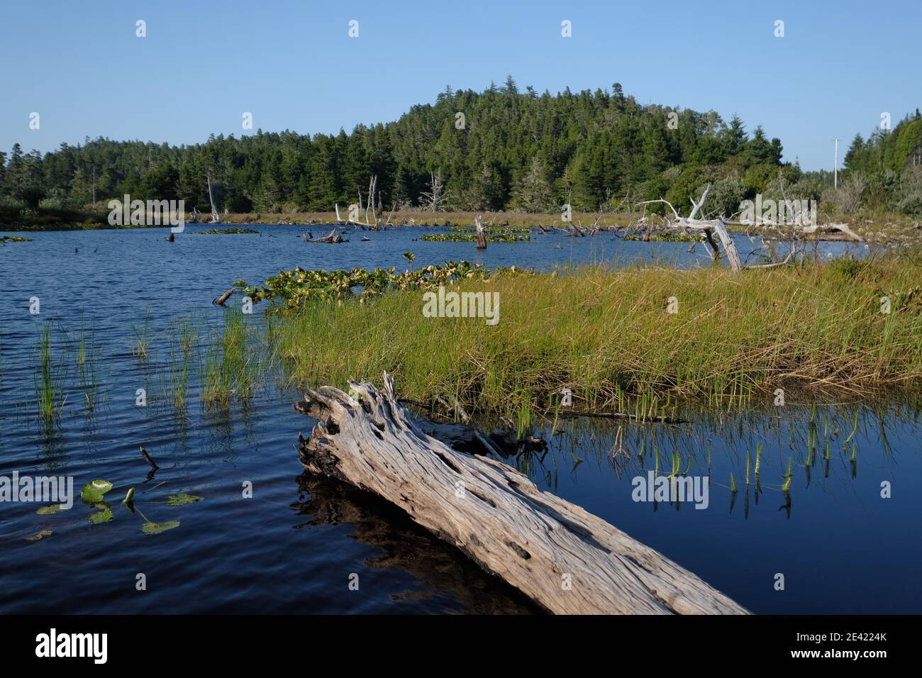 Coos bay oregon marsh hi-res stock photography and images - Alamy