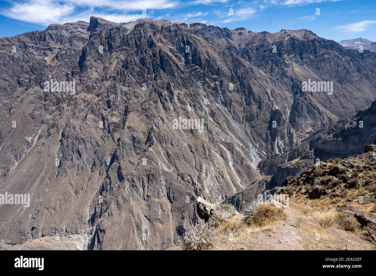 Colca canyon in Southern Peru is home to the Andean condor (Vultur ...