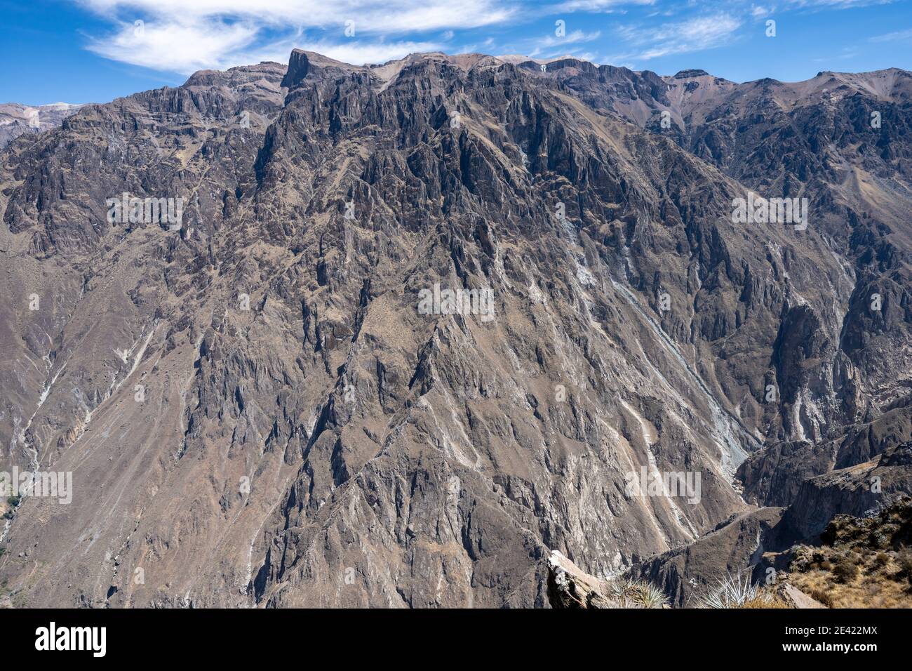 Colca canyon in Southern Peru is home to the Andean condor (Vultur ...