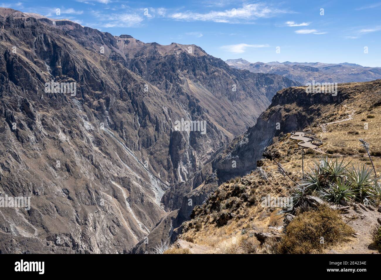 Colca canyon in Southern Peru is home to the Andean condor (Vultur ...