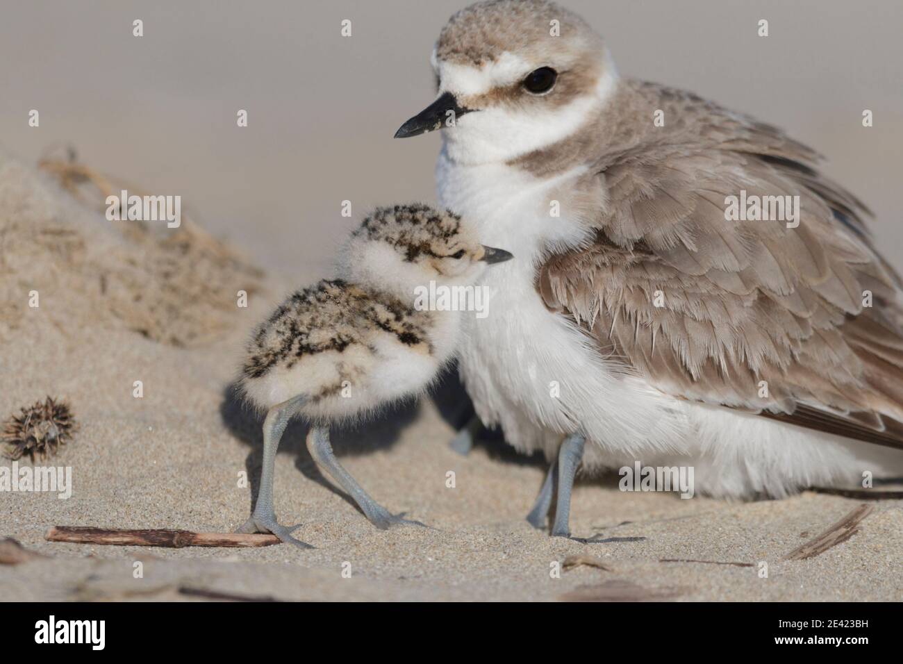 kentish plover, mother and baby bird Stock Photo - Alamy