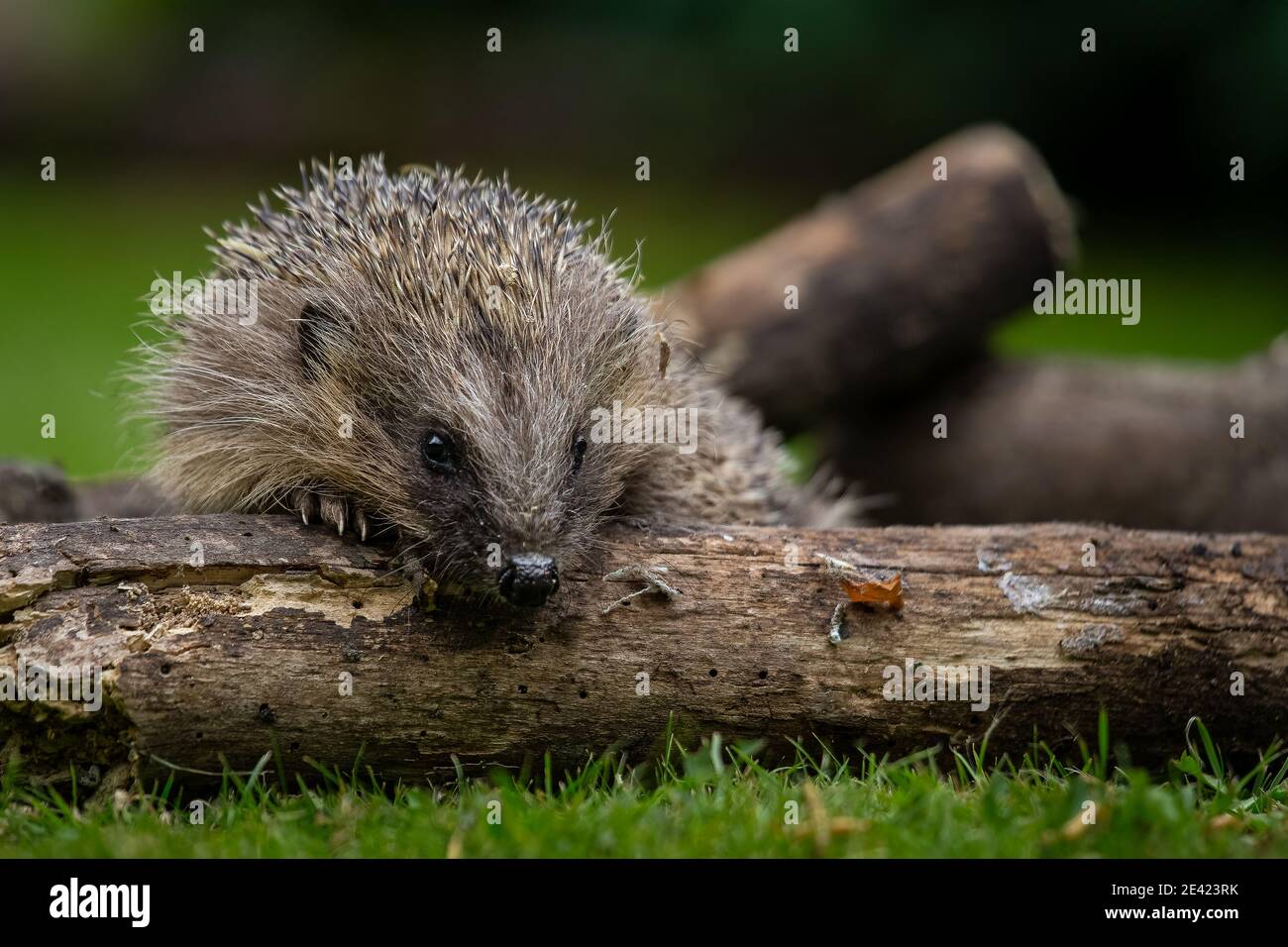 Hedgehog climbing over logs Stock Photo - Alamy