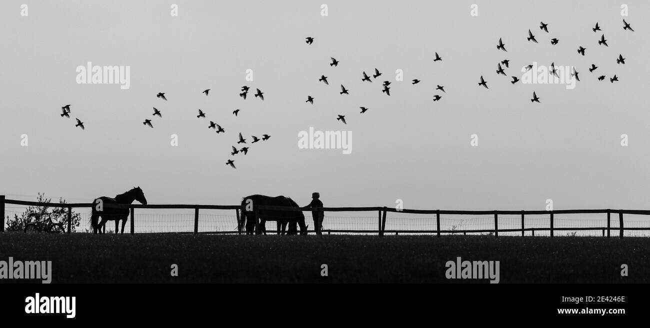 Black and white silhouettes of horse paddock and birds Stock Photo - Alamy