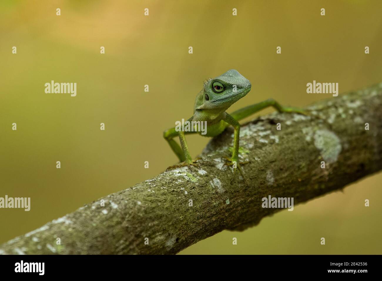 Green Crested lizard in Singapore Stock Photo - Alamy