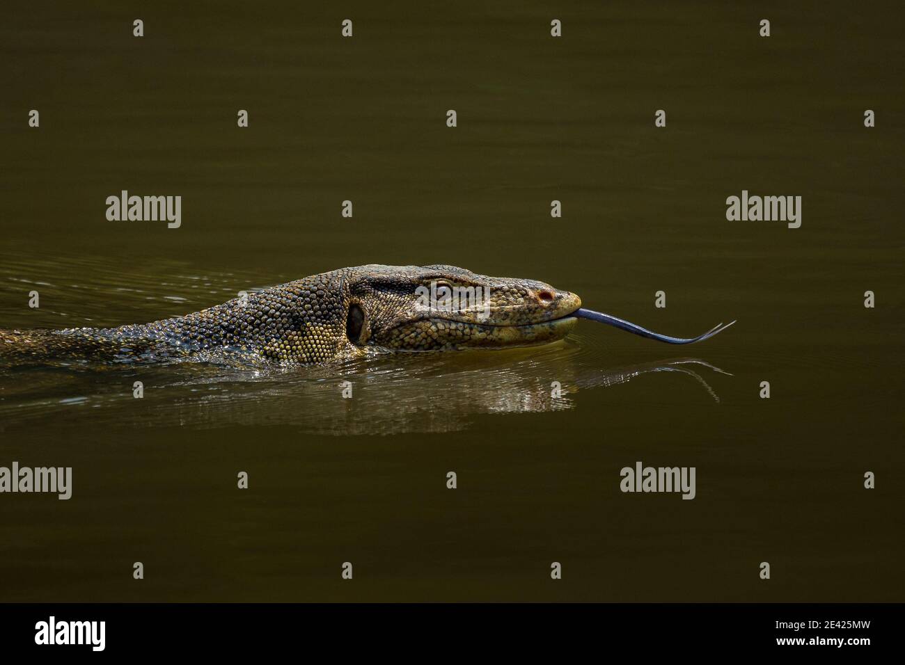 Water Monitor lizard in Singapore Stock Photo - Alamy