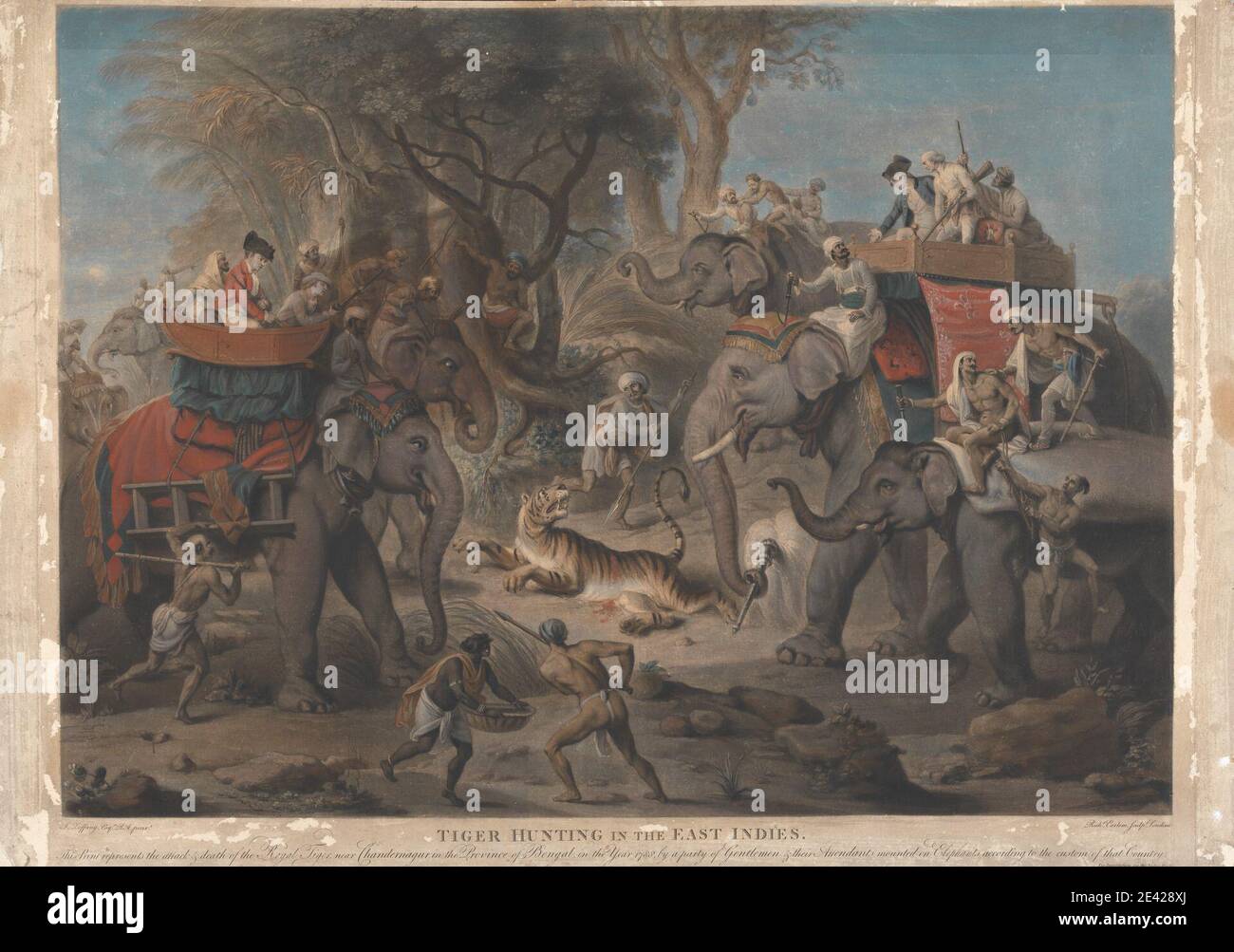 Tiger hunting with elephants hi-res stock photography and images - Alamy