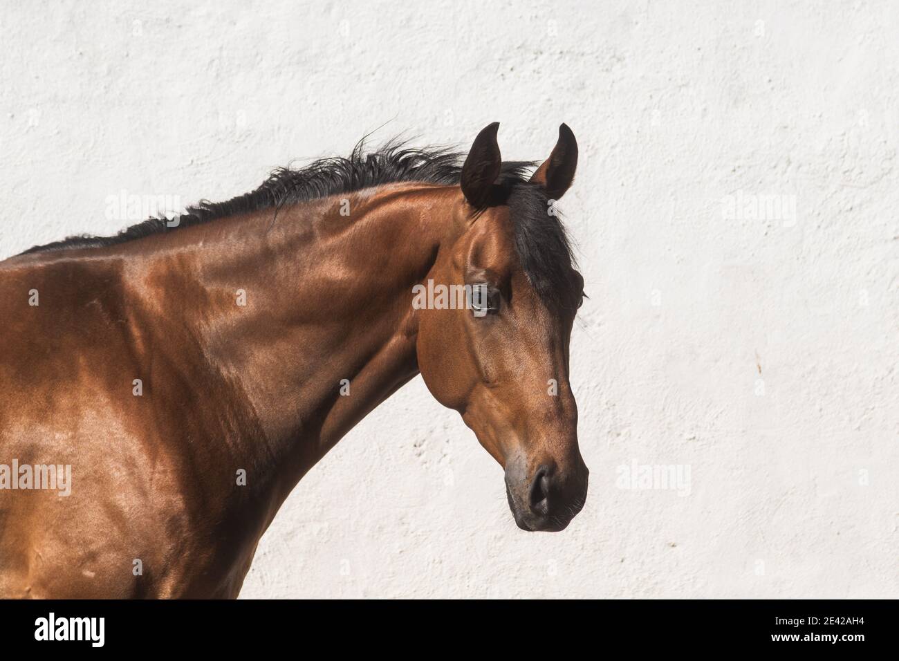 Facial portrait of a beautiful brown thoroughbred horse in freedom with ...