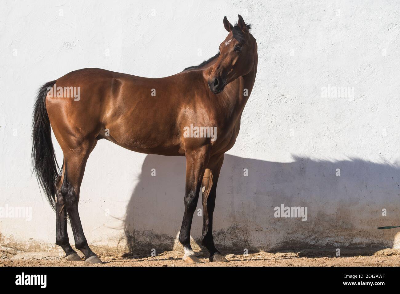 Beautiful brown gelding thoroughbred standing on the sand in freedom ...