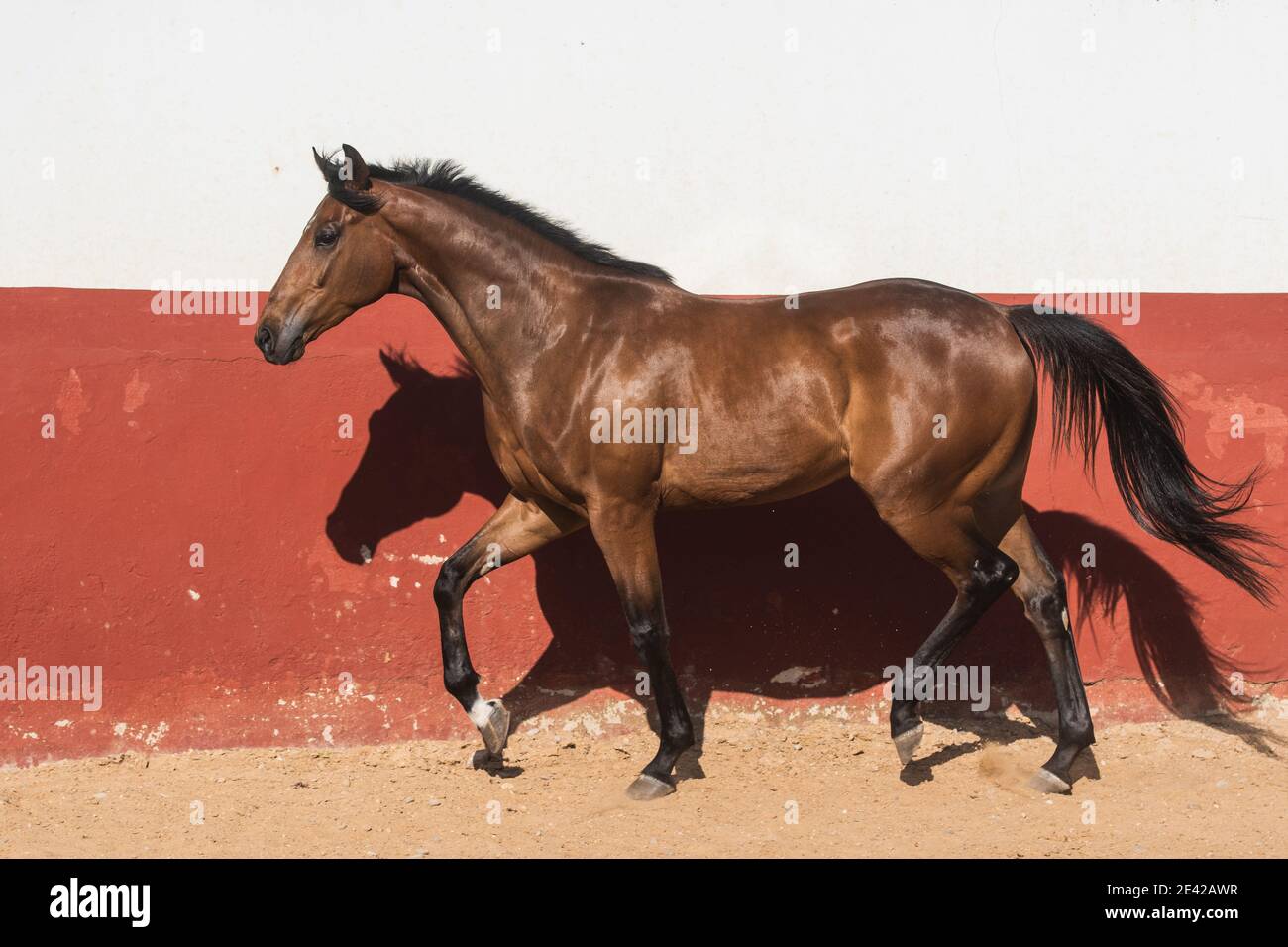 Beautiful brown gelding thoroughbred horse trotting in freedom Stock ...
