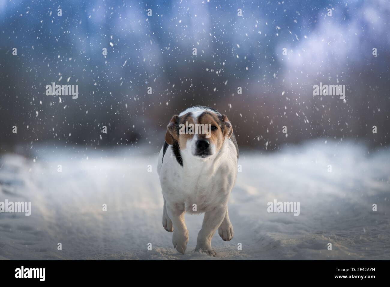 Jack Russell running outside while walking through the woods Stock ...