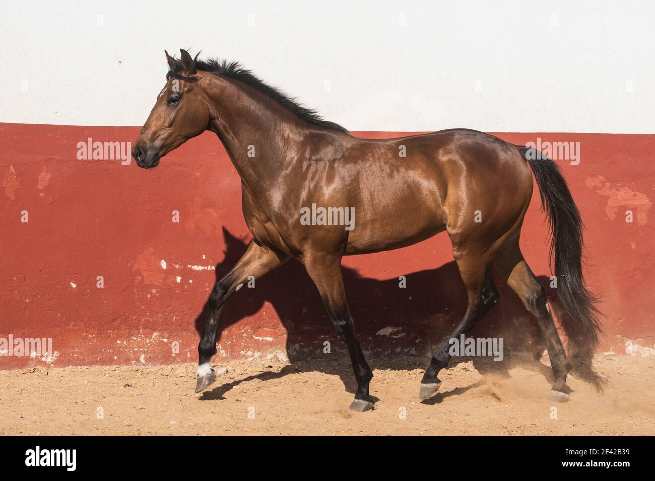 Beautiful brown gelding thoroughbred horse trotting in freedom Stock ...
