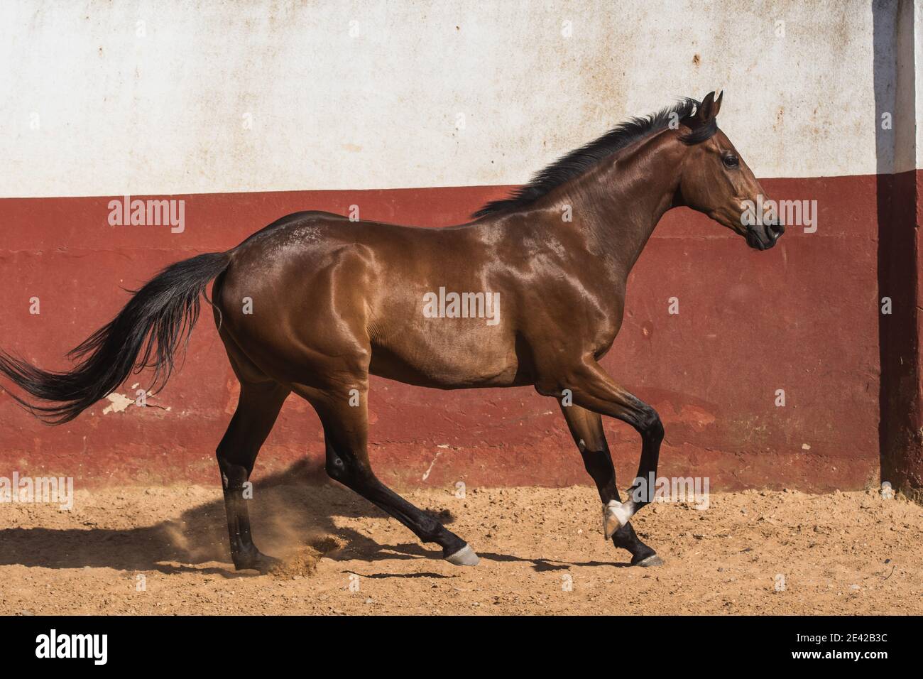 Beautiful brown gelding thoroughbred horse galloping in freedom Stock ...