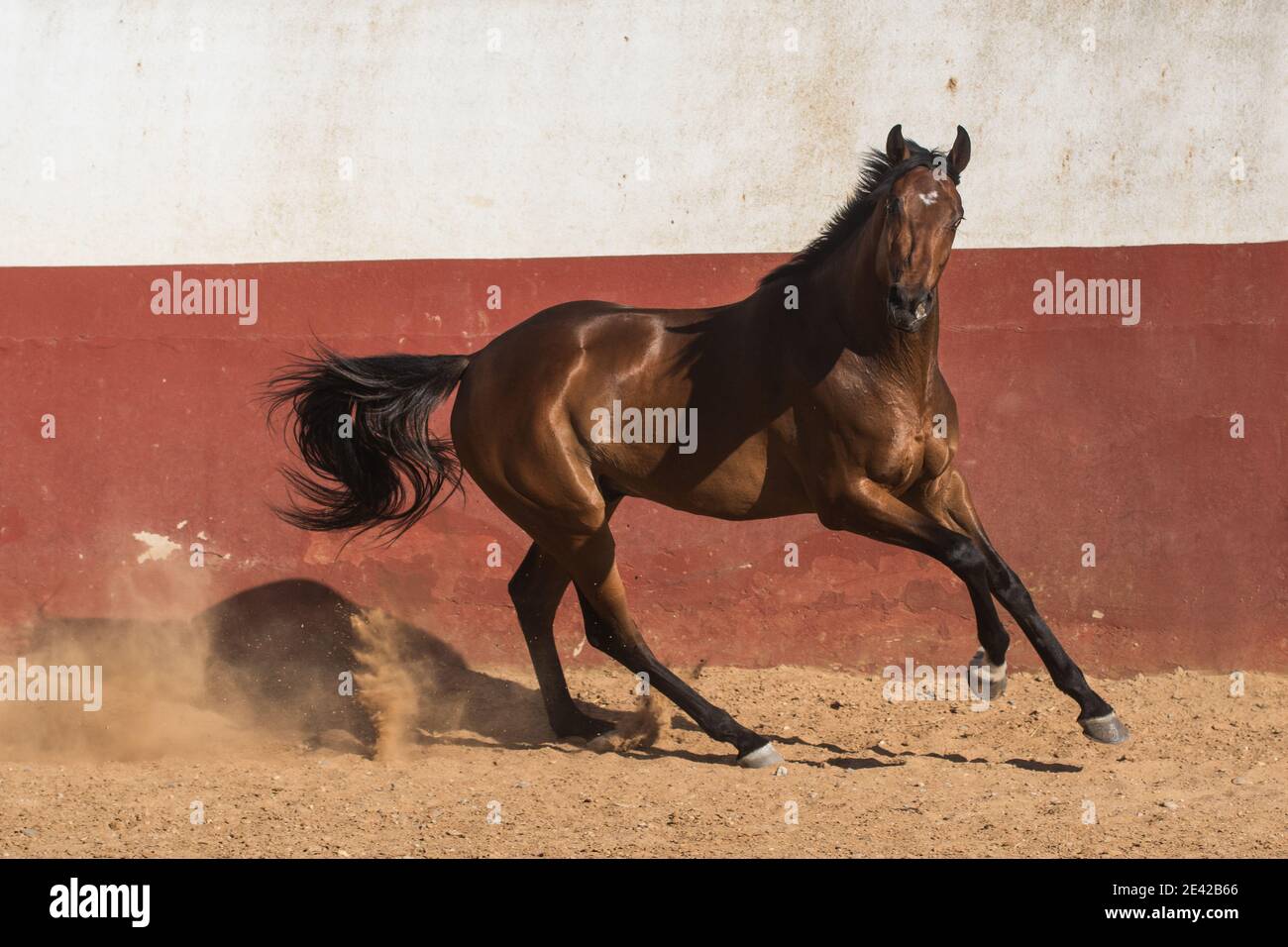 Beautiful brown gelding thoroughbred horse galloping in freedom Stock ...