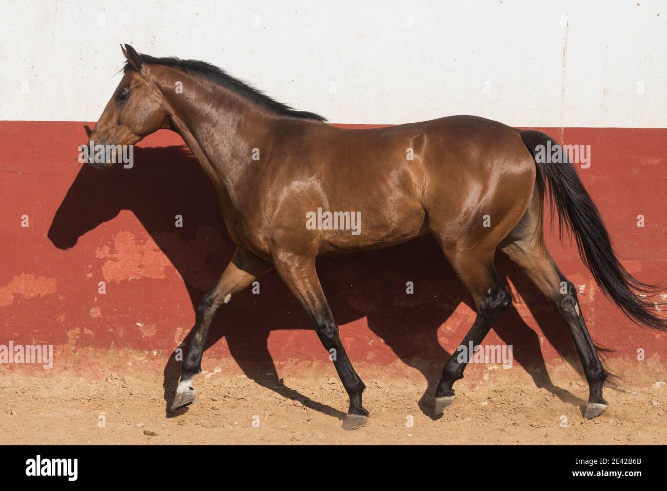 Beautiful brown gelding thoroughbred horse trotting in freedom Stock ...