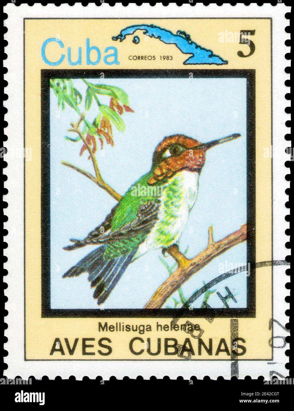 Cuban bee hummingbird hi-res stock photography and images - Alamy