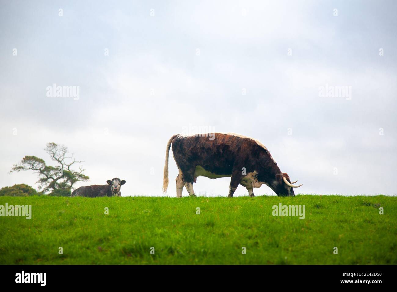 English longhorn cattle grazing hi-res stock photography and images - Alamy