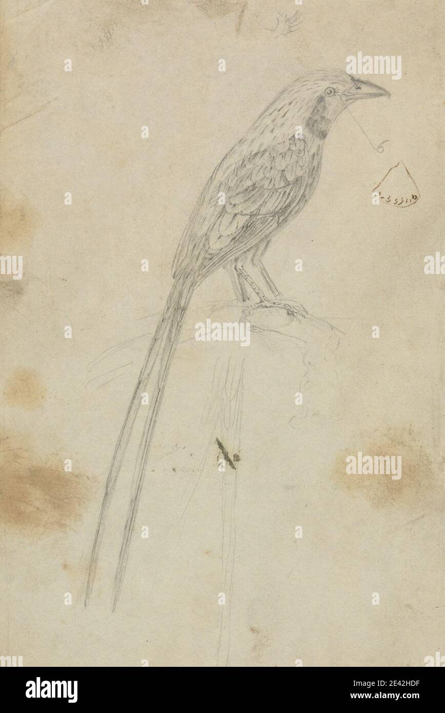 James Sowerby, 1756â€“1822, British, A Bird, undated. Graphite and pen ...