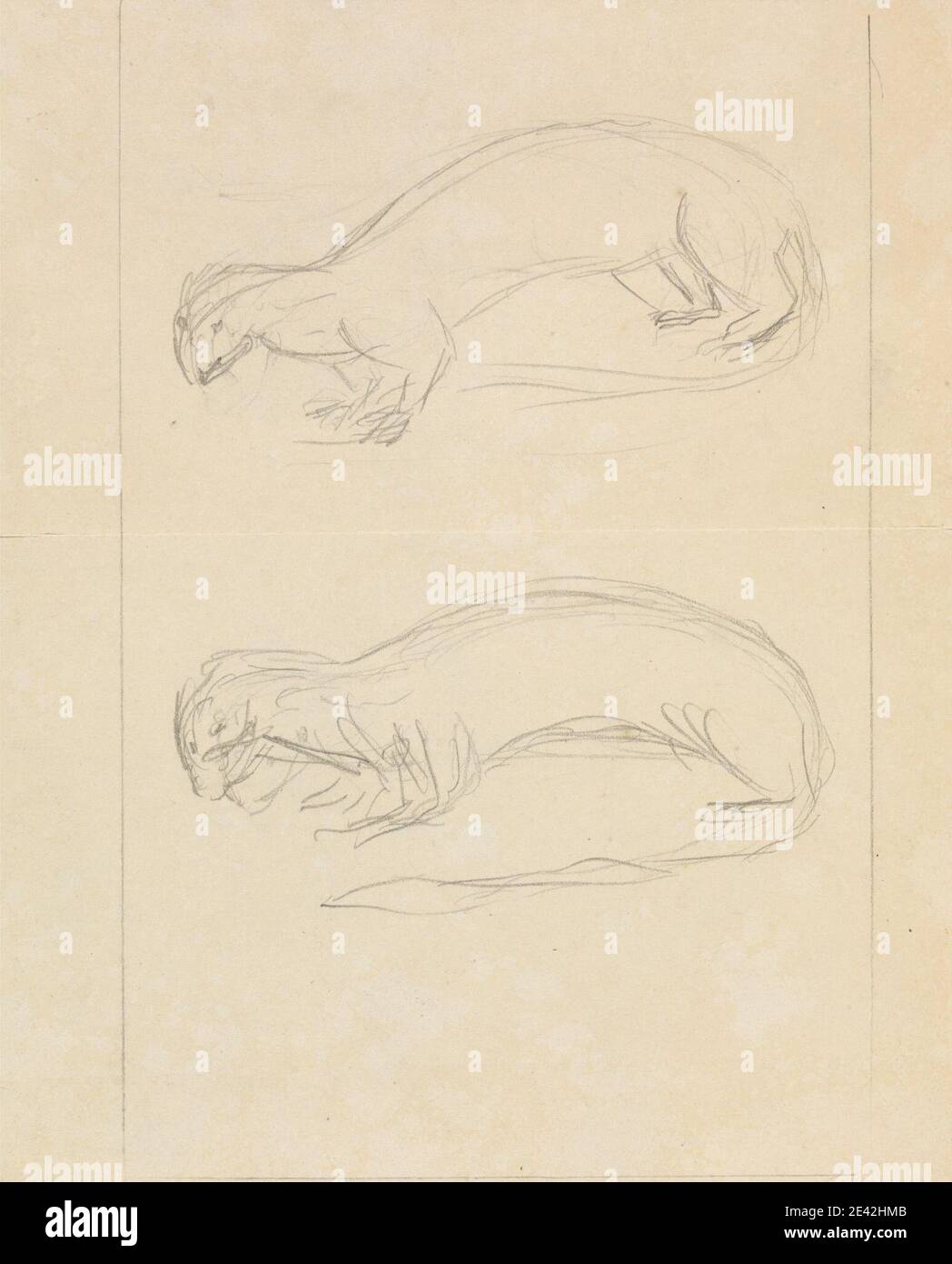 Two weasels hi-res stock photography and images - Alamy