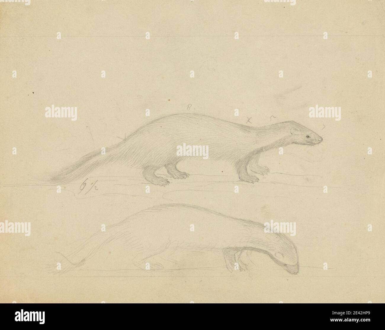 Two weasels hi-res stock photography and images - Alamy