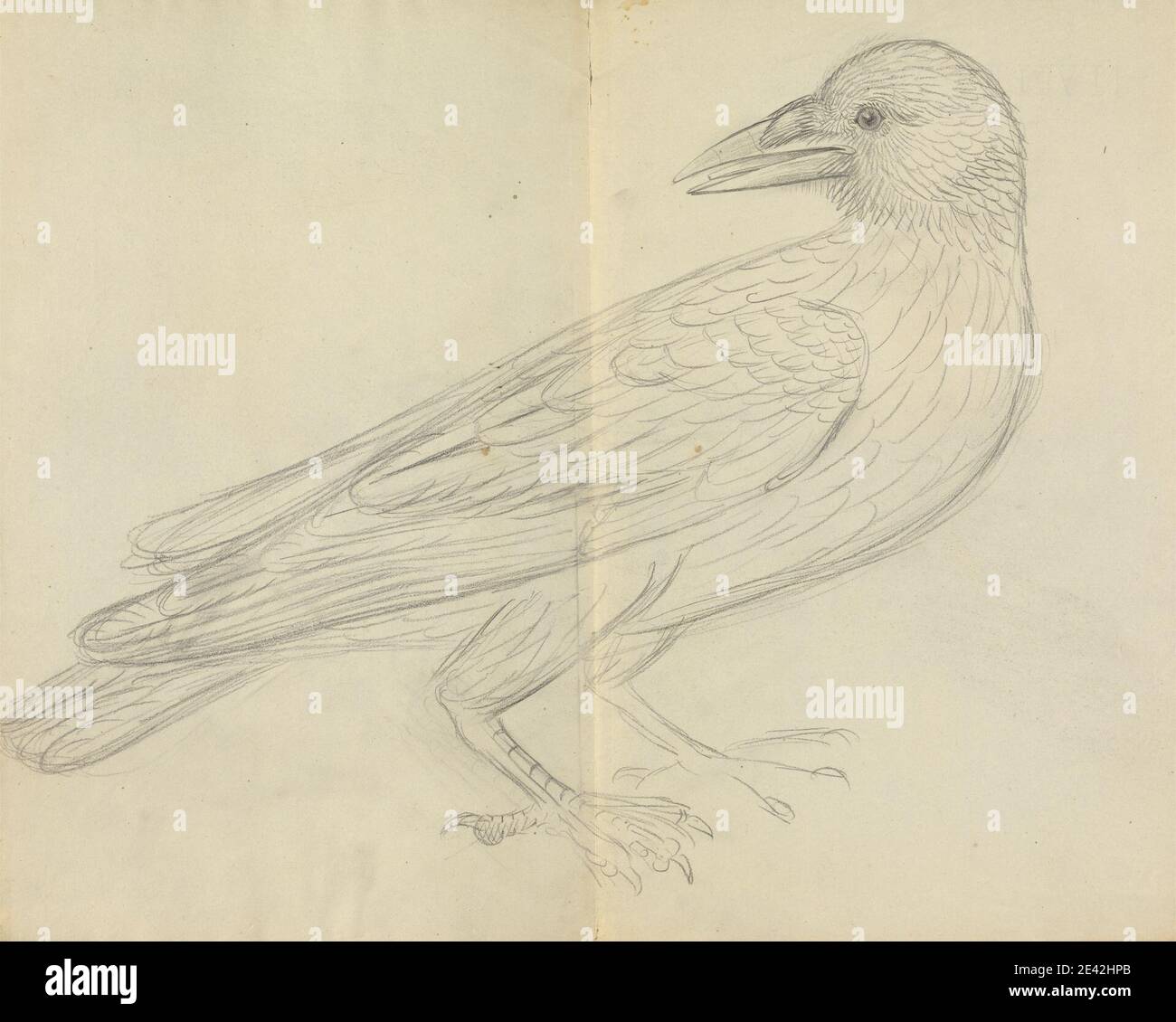 Crow anatomy hi-res stock photography and images - Alamy