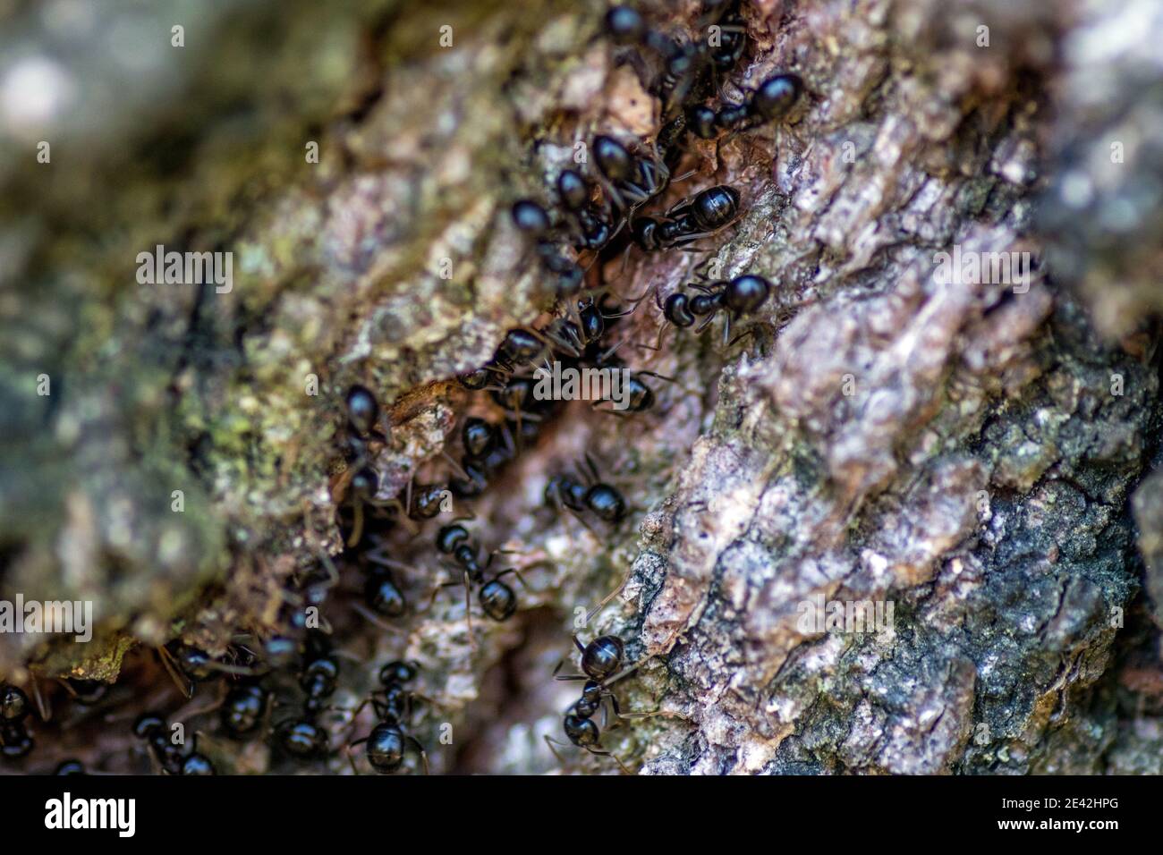 Closeup shot of hundreds of ants going up on the trunk of a tree Stock ...