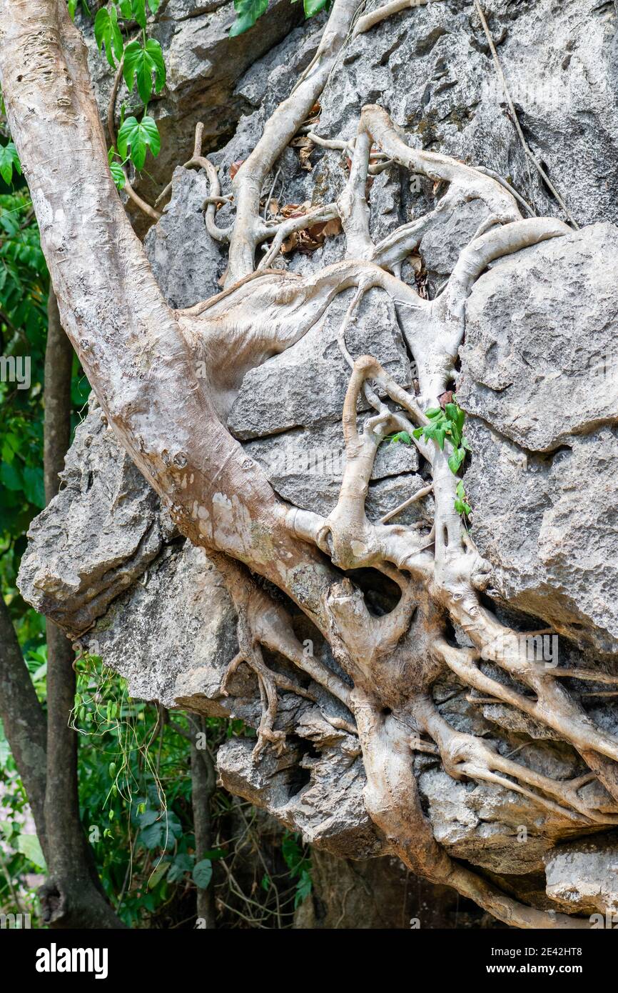 Old tree growing from cliff with web of roots in green jungle foliage ...