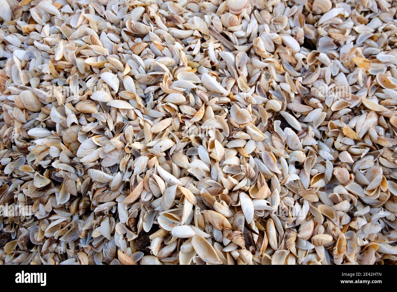 Covered with shells hi-res stock photography and images - Alamy