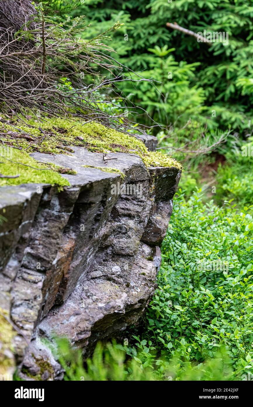 Vertical closeup of a moss-covered cliff in a forest captured during ...