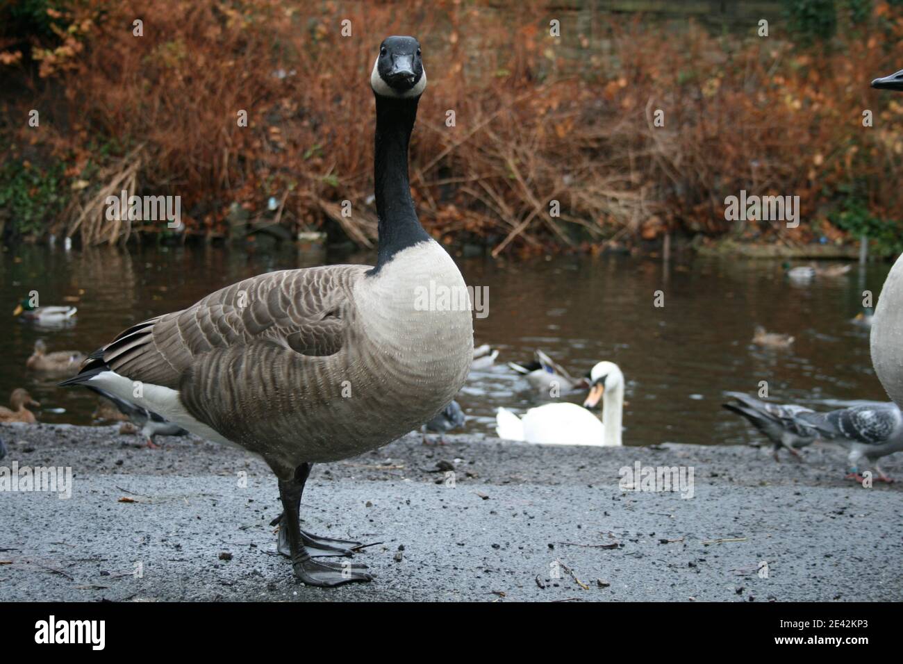 Birdland park hi-res stock photography and images - Alamy