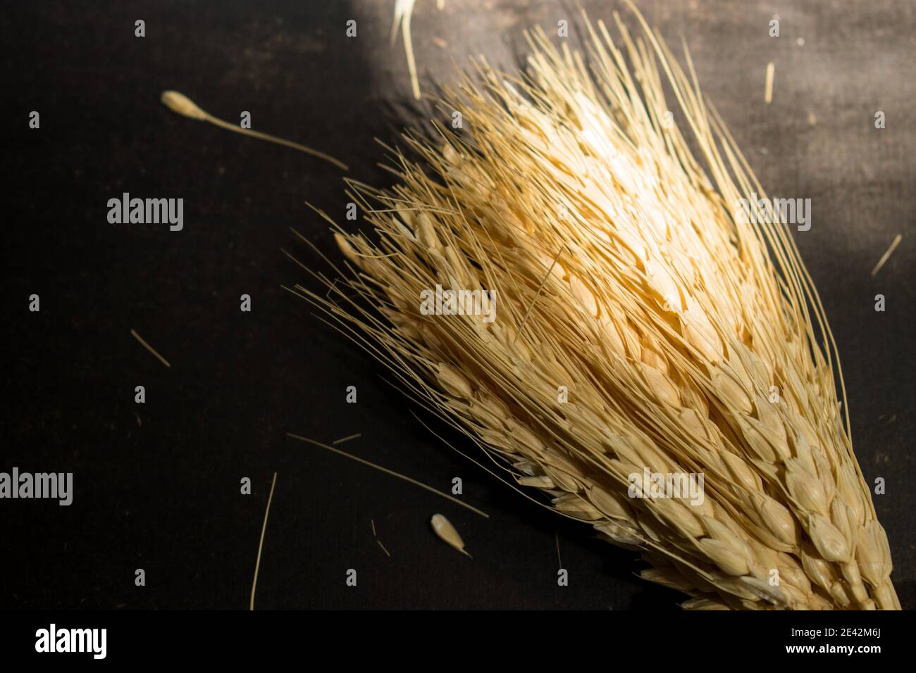 Dry wheat lighted by a a window on a black wooden table with a white ...