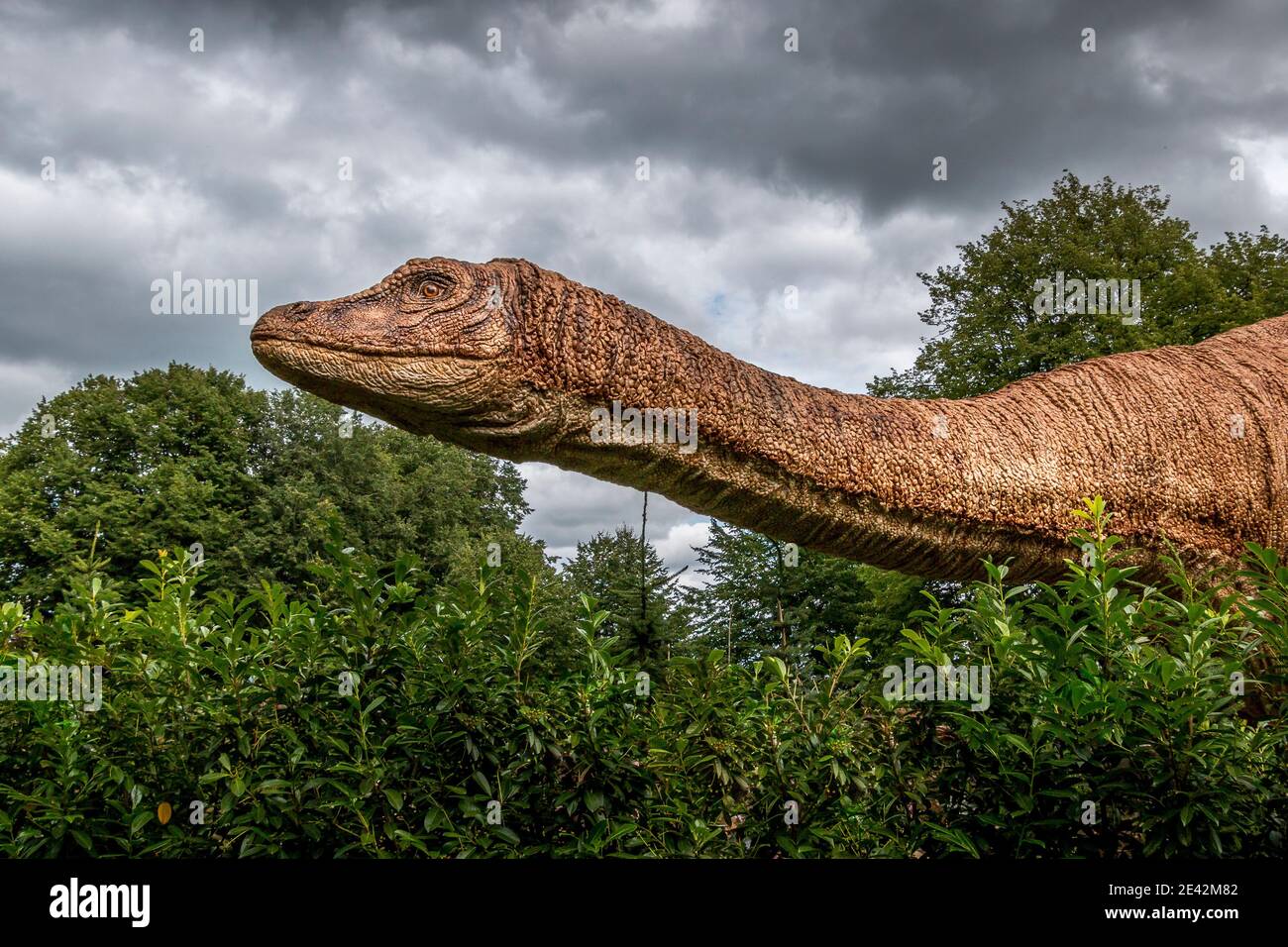 Brontosaurus hi-res stock photography and images - Alamy
