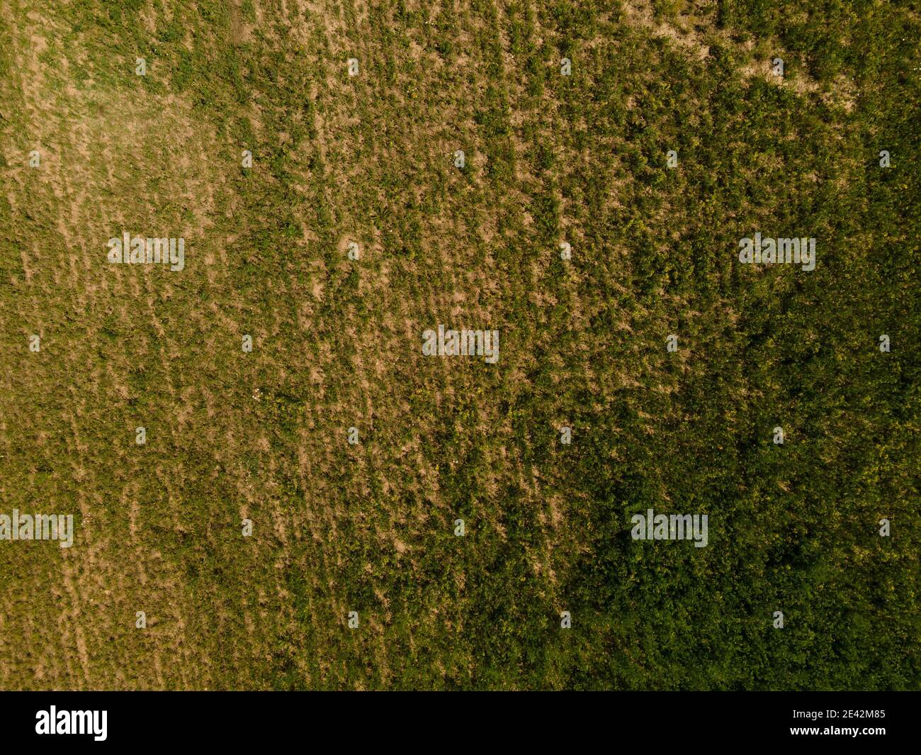 View from a flying drone, a field with green grass on a summer day ...