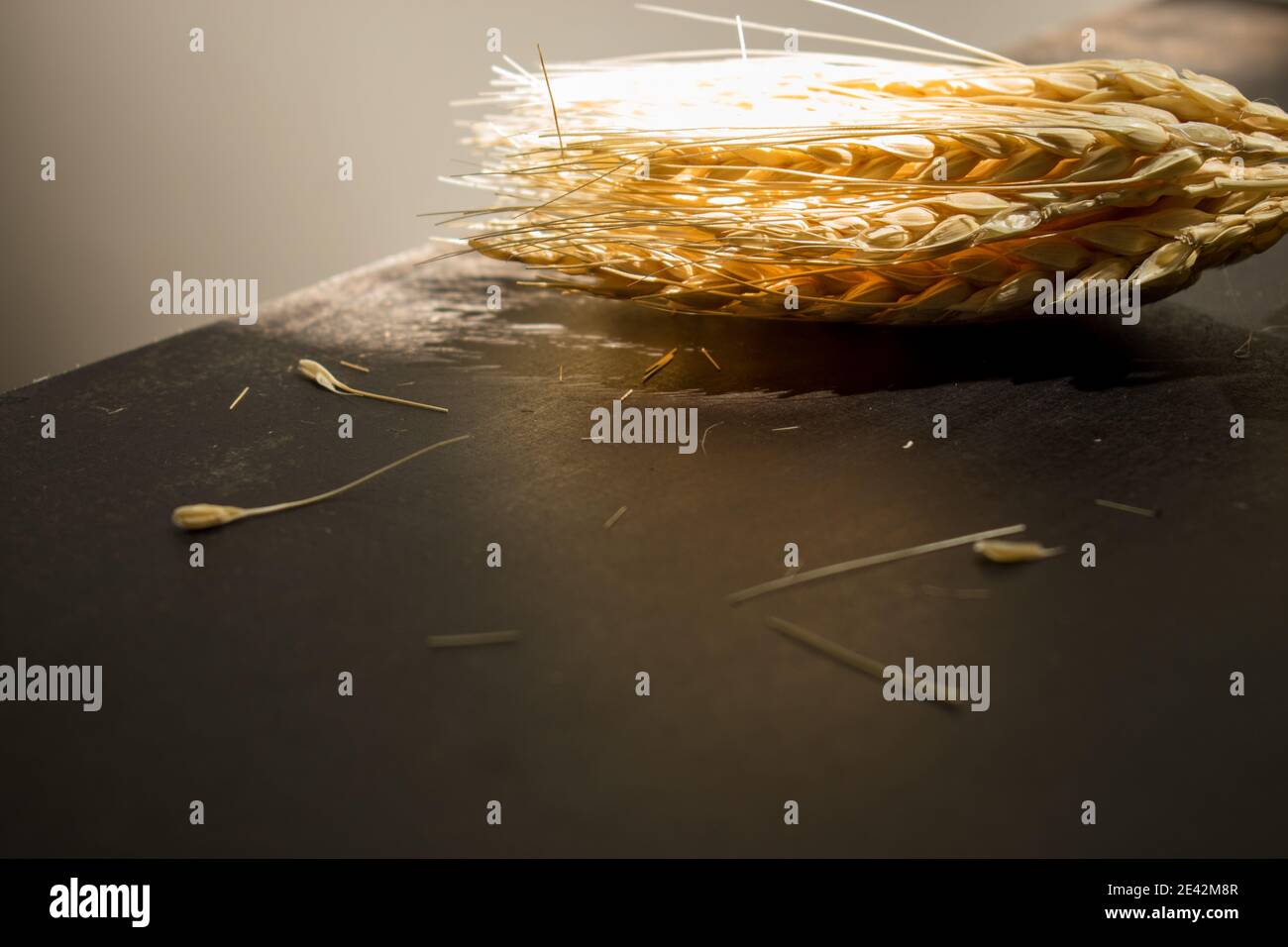 Dry wheat lighted by a a window on a black wooden table with a white ...