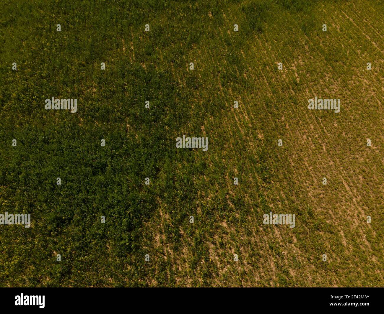 View from a flying drone, a field with green grass on a summer day ...
