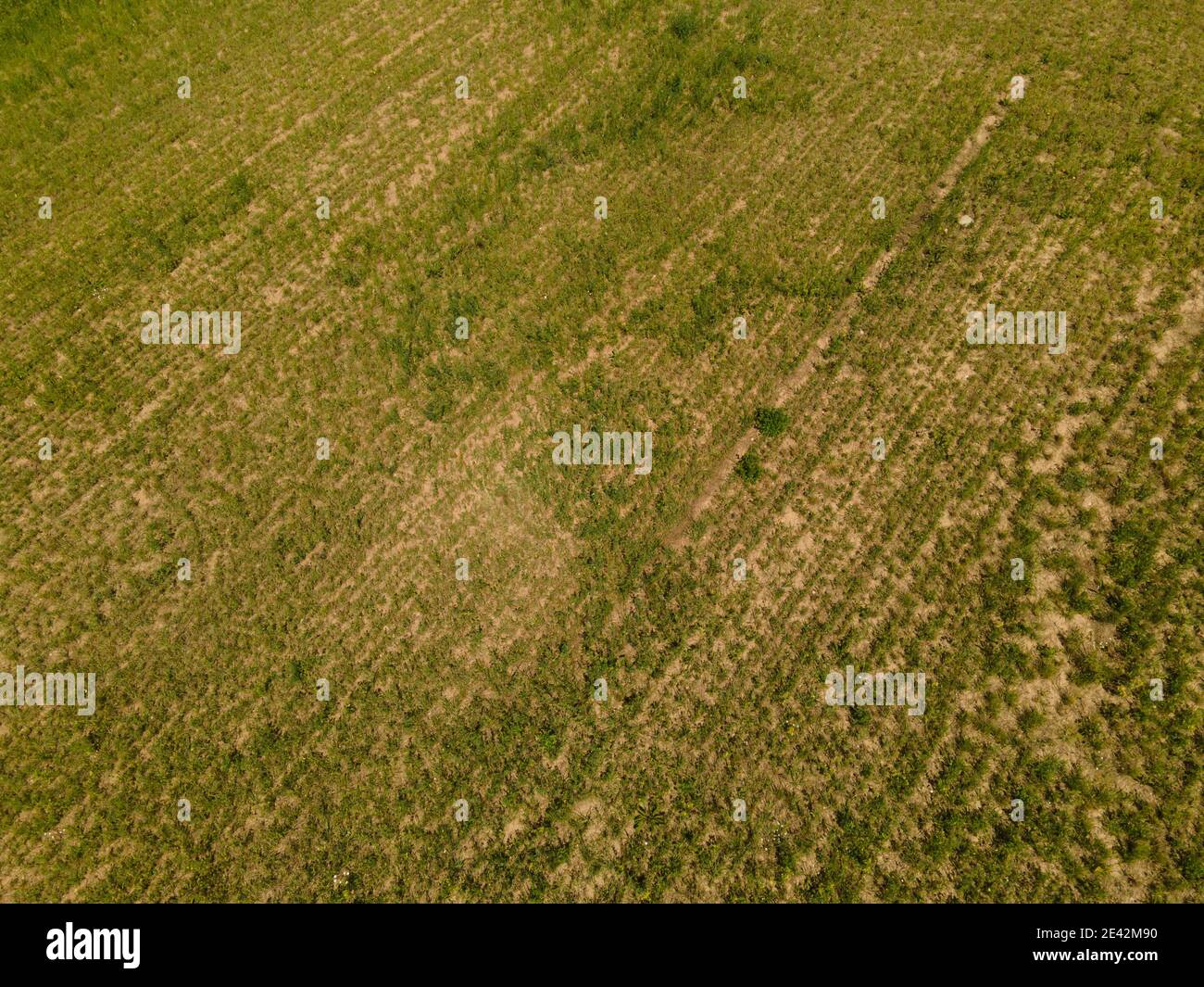 View from a flying drone, a field with green grass on a summer day ...