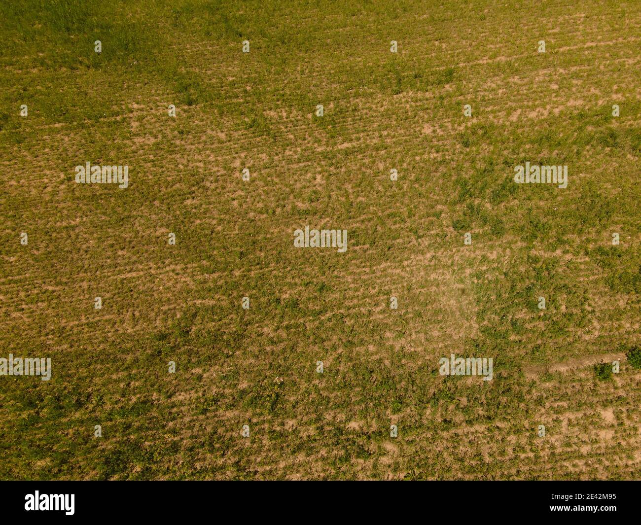 View from a flying drone, a field with green grass on a summer day ...