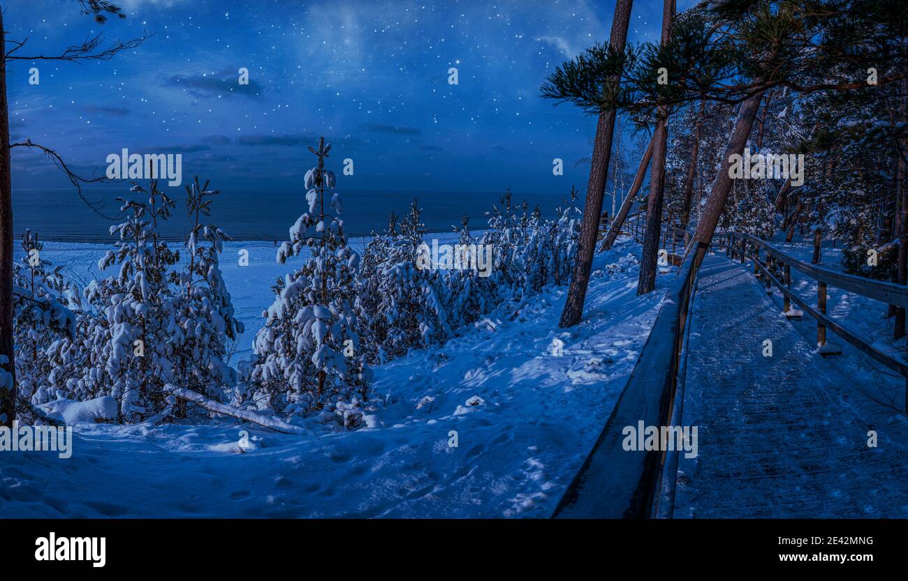 Winter Pine Trees Night