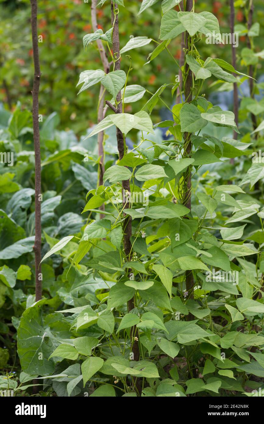 Kidney beans seedbed growing on farm. Patch of green plants of kidney ...