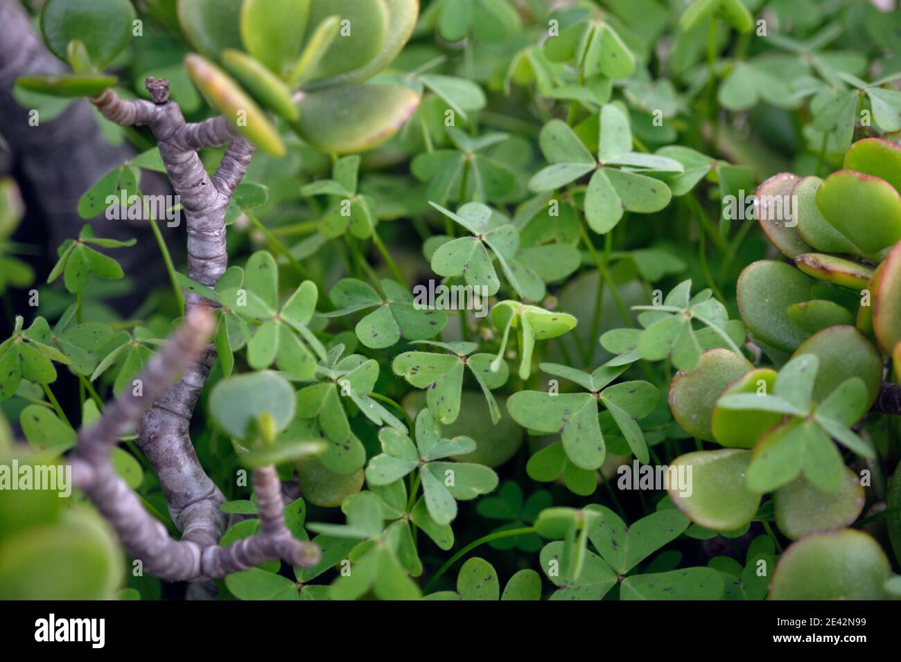 Good Luck Colours High Resolution Stock Photography and Images - Alamy