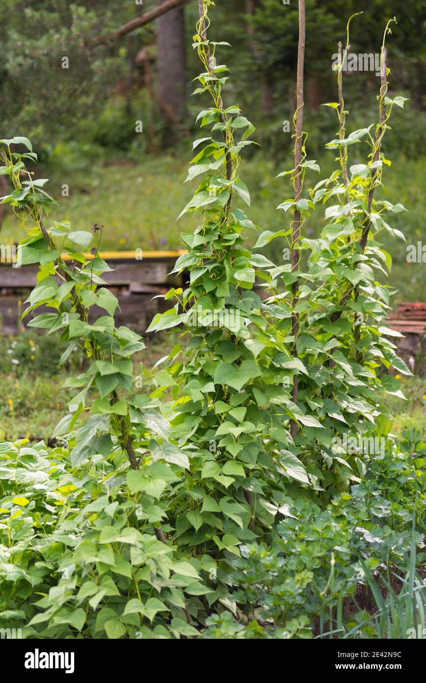 Kidney beans seedbed growing hi-res stock photography and images - Alamy