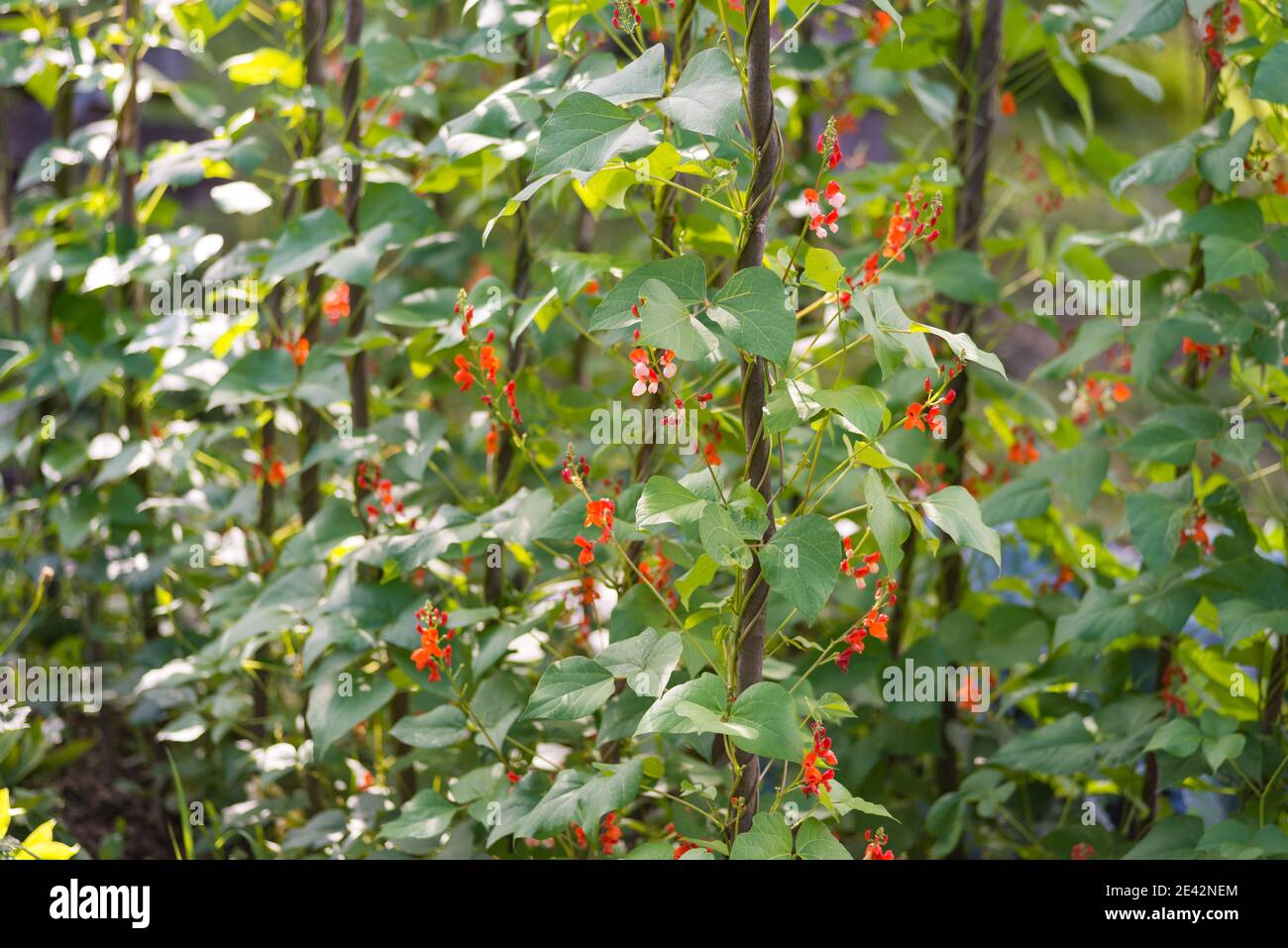 Red and white flowers of kidney bean (Phaseolus coccineus) blooming on ...