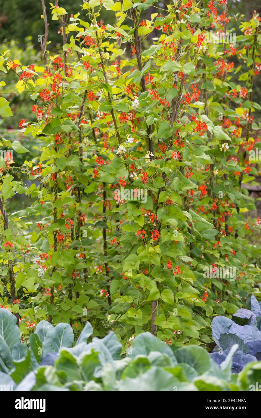 Red Kidney Bean Field High Resolution Stock Photography and Images - Alamy