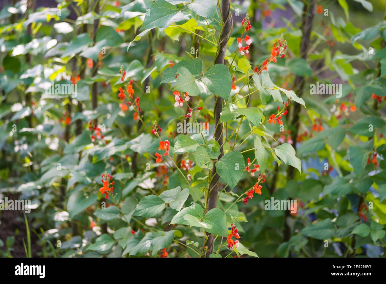 Red Kidney Bean Field High Resolution Stock Photography and Images - Alamy