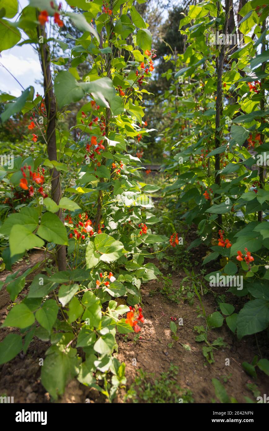 Red Kidney Bean Field High Resolution Stock Photography and Images - Alamy