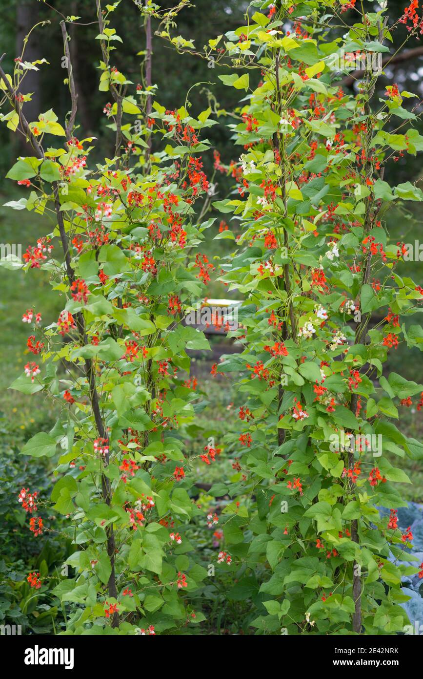 Red kidney bean field hi-res stock photography and images - Alamy