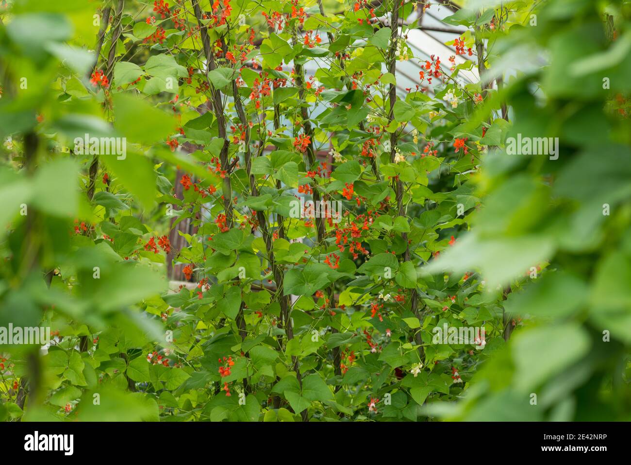 Red Kidney Bean Field High Resolution Stock Photography and Images - Alamy