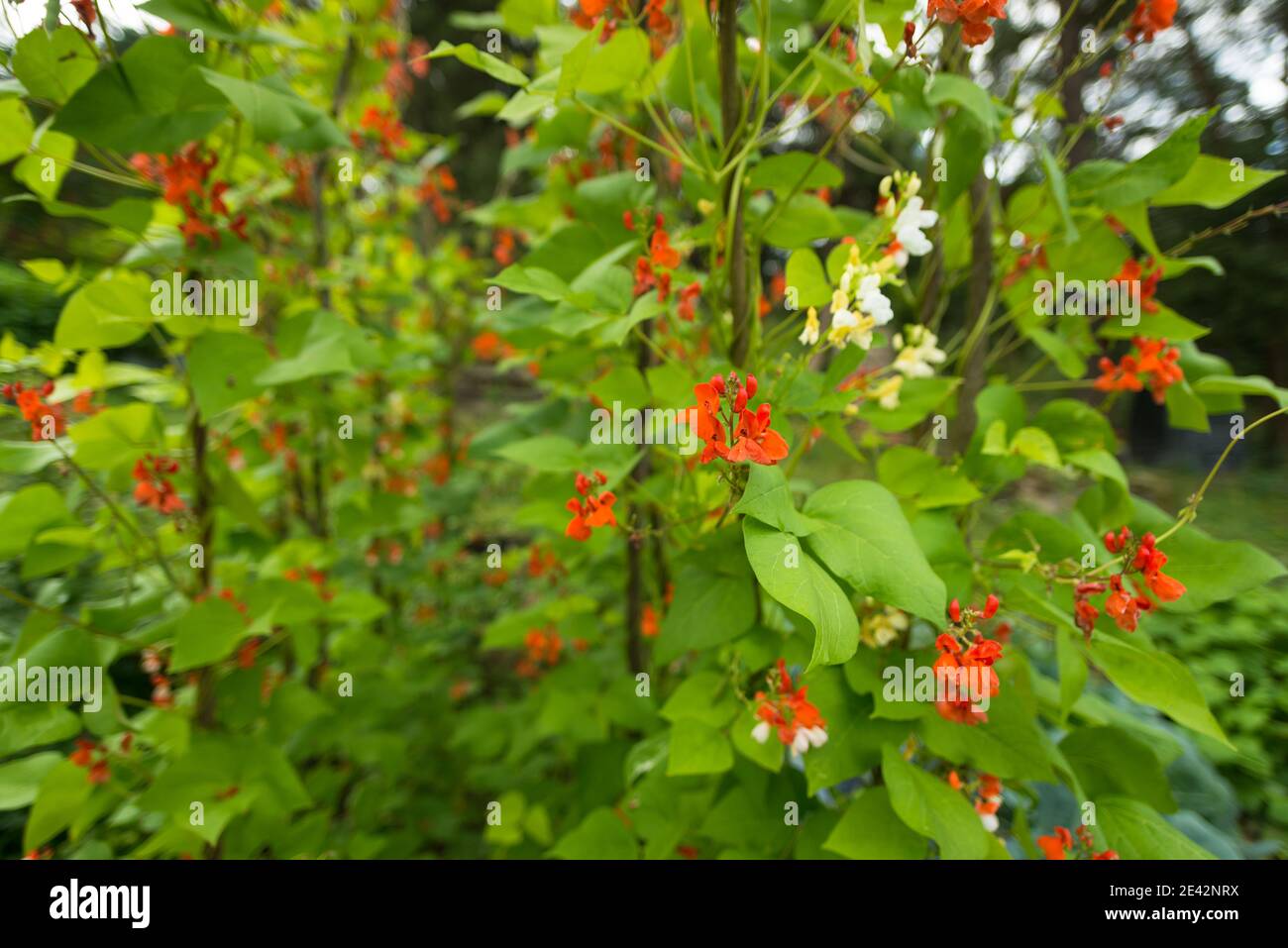 Red Kidney Bean Field High Resolution Stock Photography and Images - Alamy