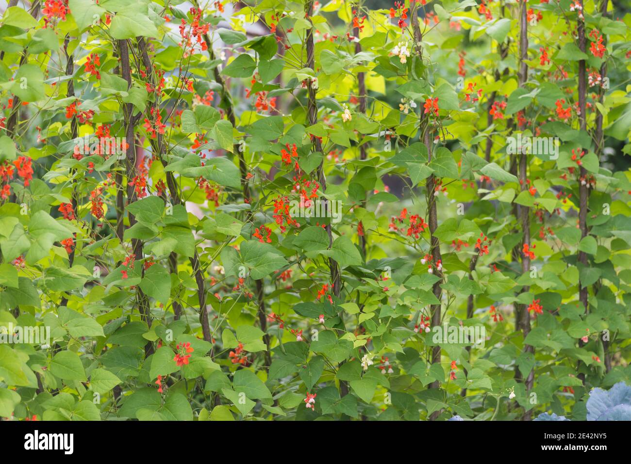 Red kidney bean field hi-res stock photography and images - Alamy