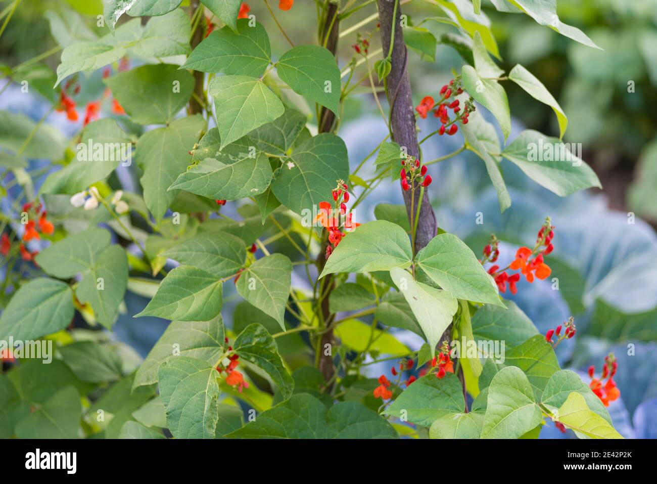 Red and white flowers of kidney bean (Phaseolus coccineus) blooming on ...
